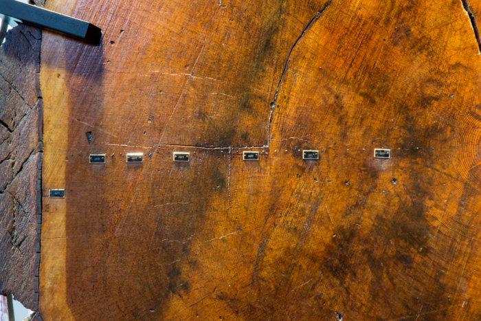 Douglas fir cross section cut near Eatonville, Washington, and dated to ...